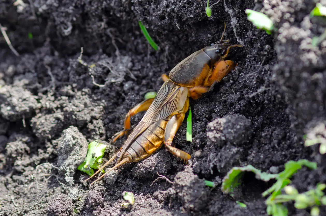 The Hidden Menace in Your Lawn: How to Control Mole Crickets | mole ...